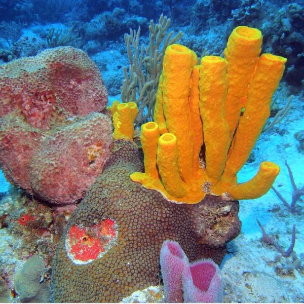 15 Types Of Sea Sponges Characteristics Deepoceanfactscom 5