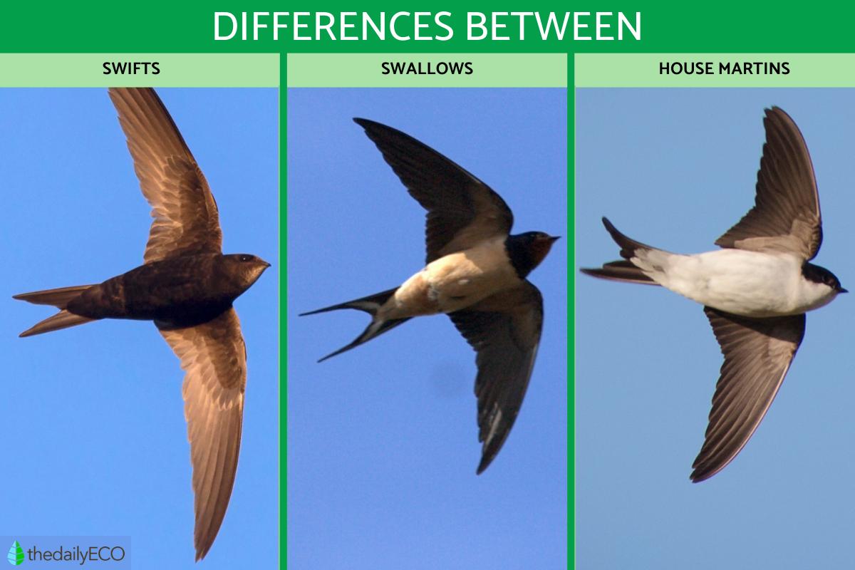 Difference Between Swift, Swallow and Martin - Swifts vs. Swallows vs ...