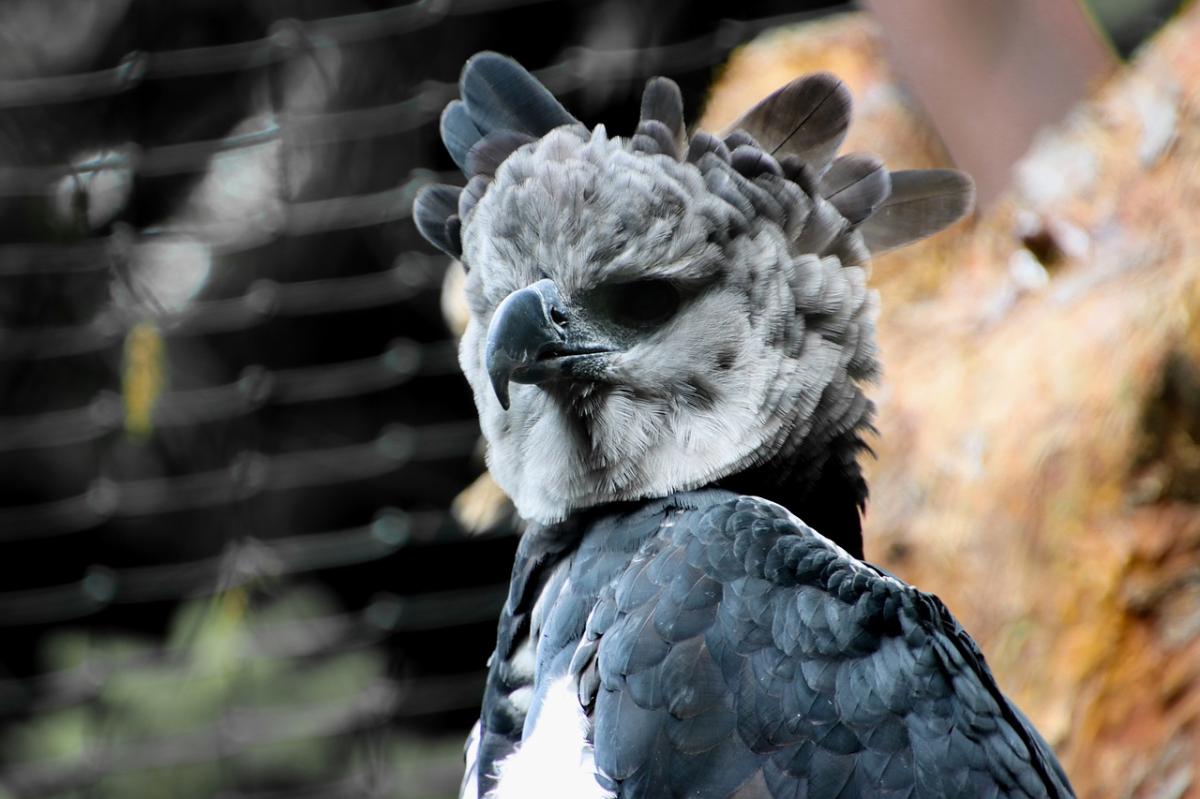 17 Endangered Wild Animals in Ecuador - With Photos