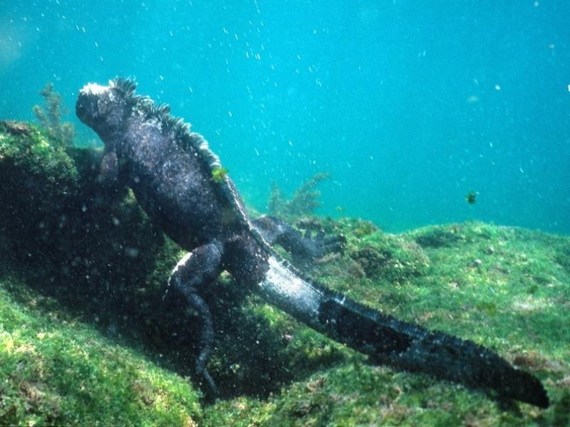 17 Endangered Wild Animals in Ecuador - With Photos