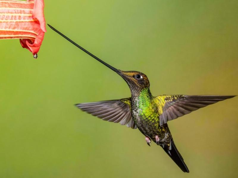 17 Endangered Wild Animals in Ecuador - With Photos