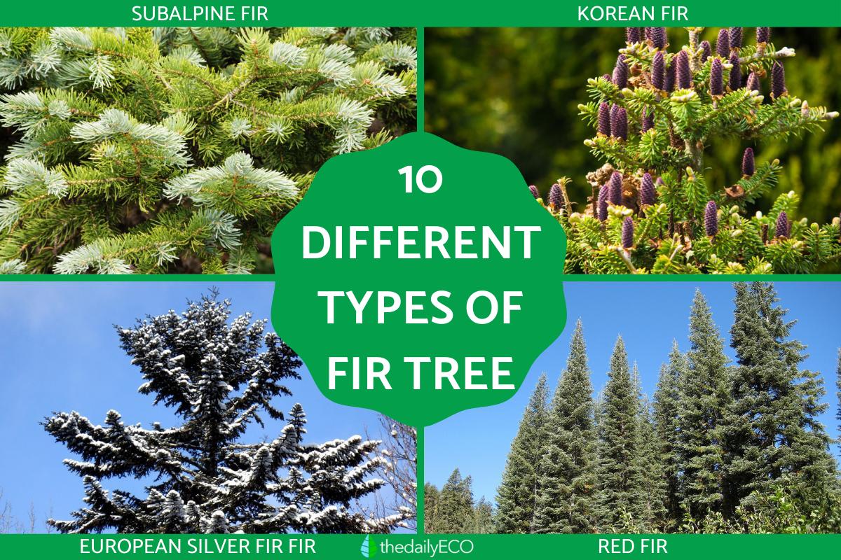 10 Different Types of Fir Trees - With Photos
