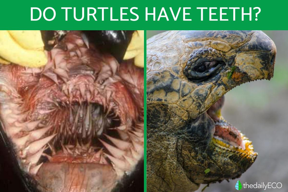 Do Turtles Have Teeth? - Land, Freshwater and Sea Turtles