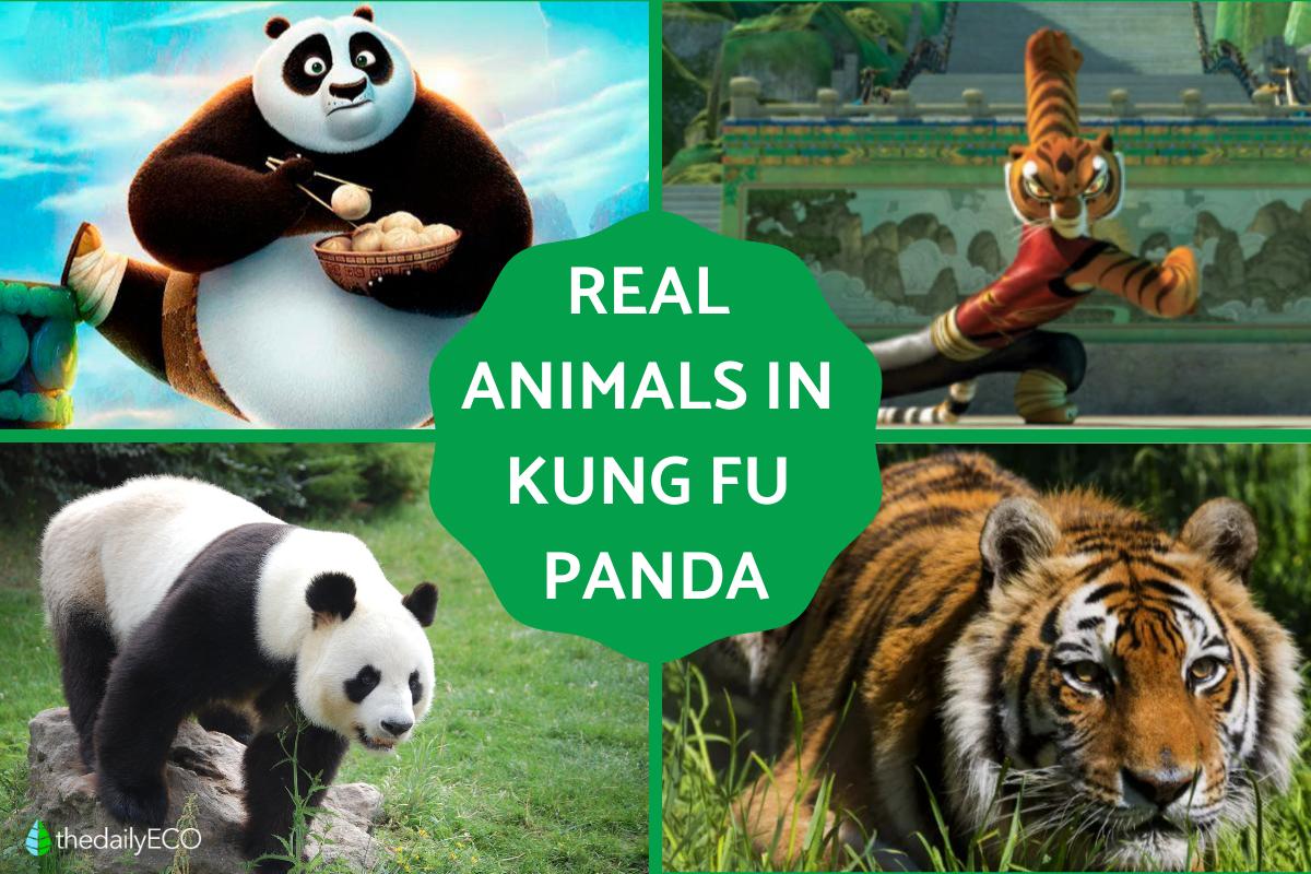 Who's Who in Kung Fu Panda? - The Real Animals Behind Your Favorite ...