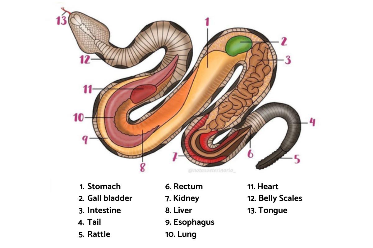 Snake Anatomy Parts Of A Snake With Diagrams