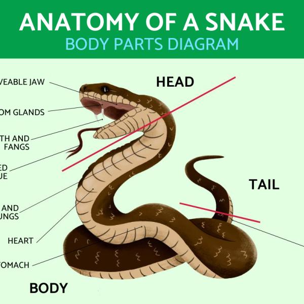 Snake External Anatomy