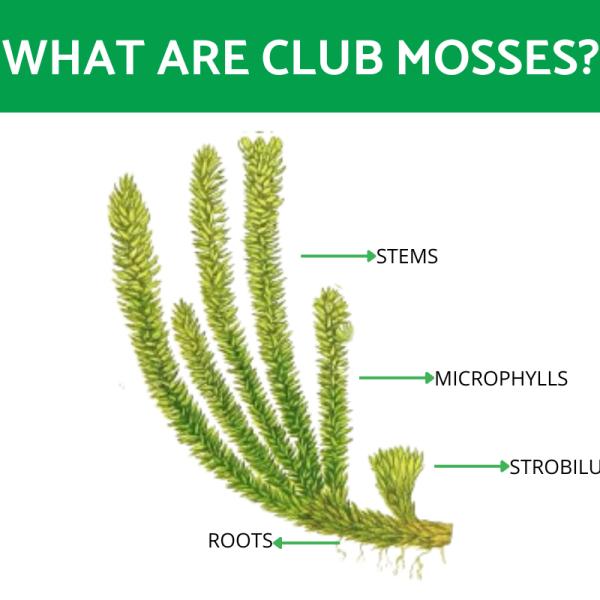 Club Moss Life Cycle