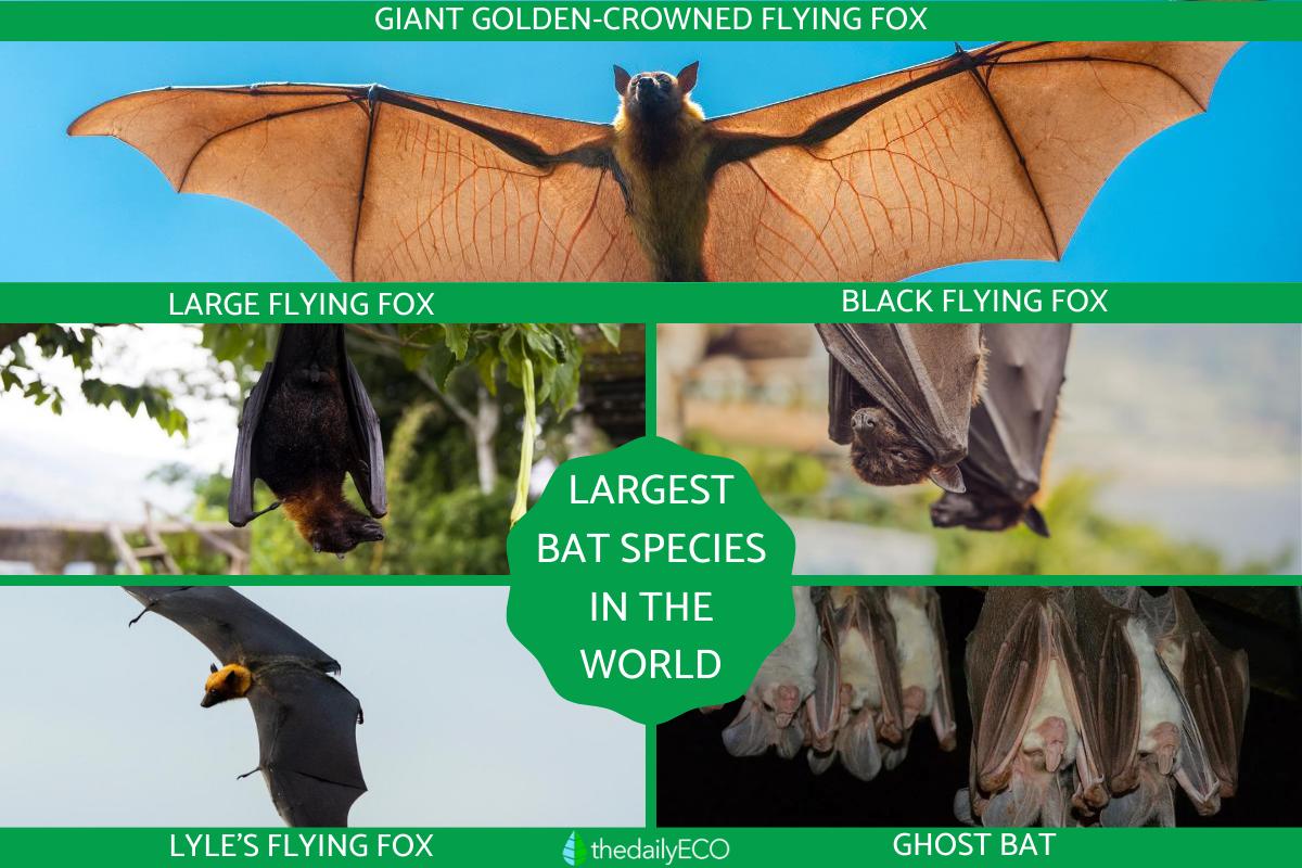 5 Largest Bats in the World - Biggest Bat Species With Photos
