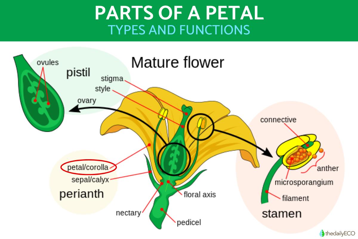 Parts of a Petal and Their Functions - With Diagrams