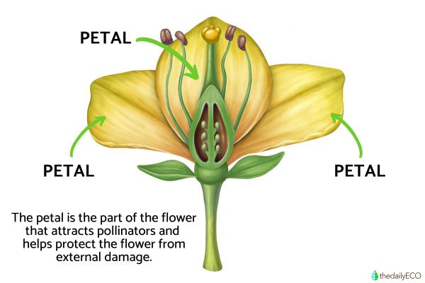 Parts Of A Petal And Their Functions With Diagrams