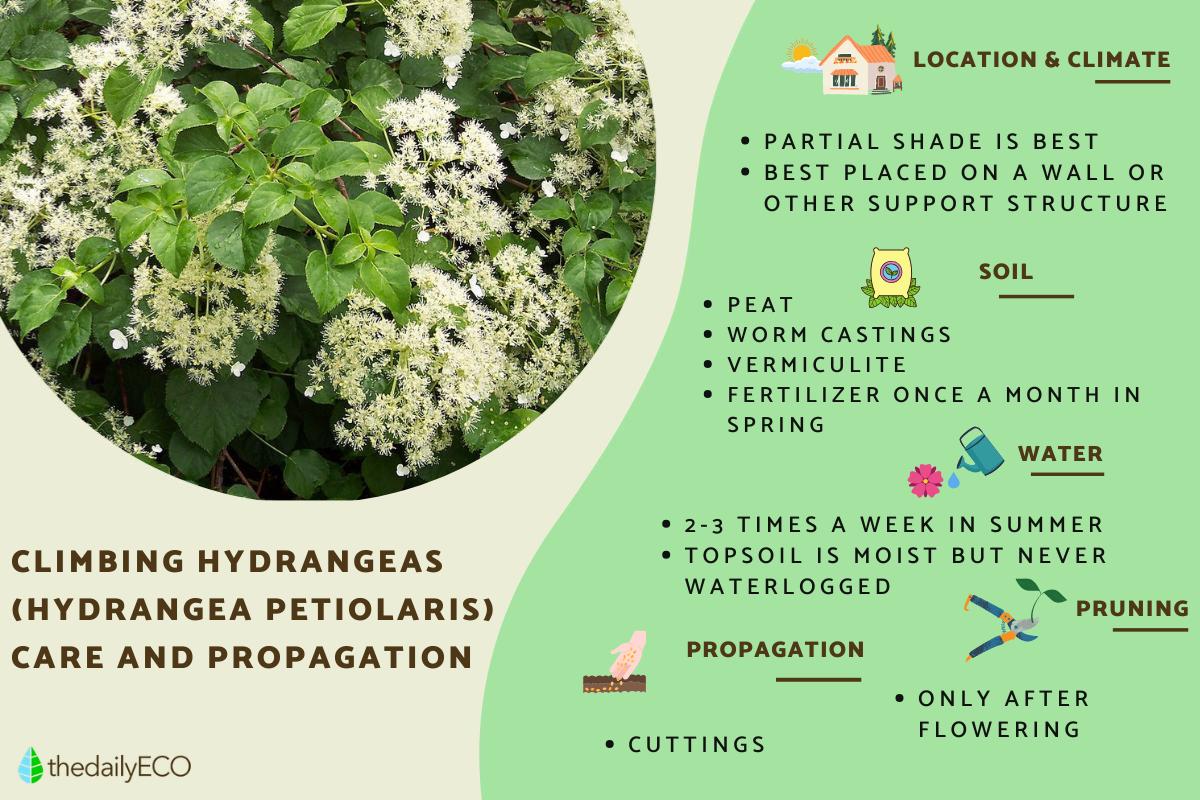 Climbing Hydrangeas Care Guide - Planting, Propagating and Problems