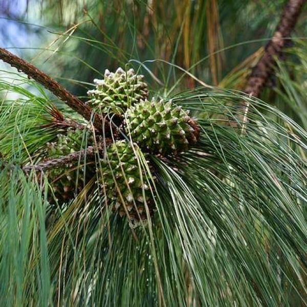 Gymnosperms Pinus