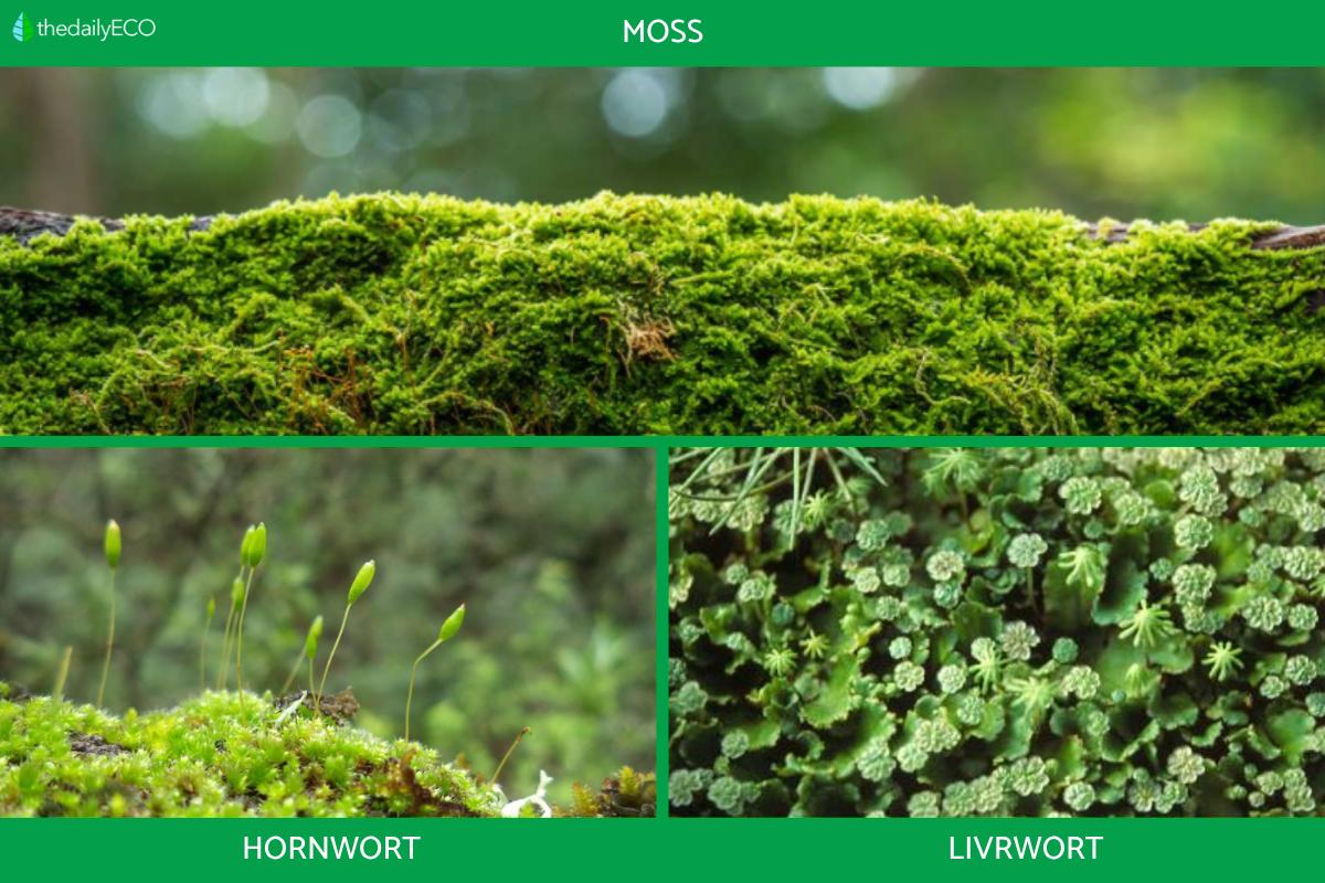 Different Types of Non-Vascular Plants - With Examples of Species