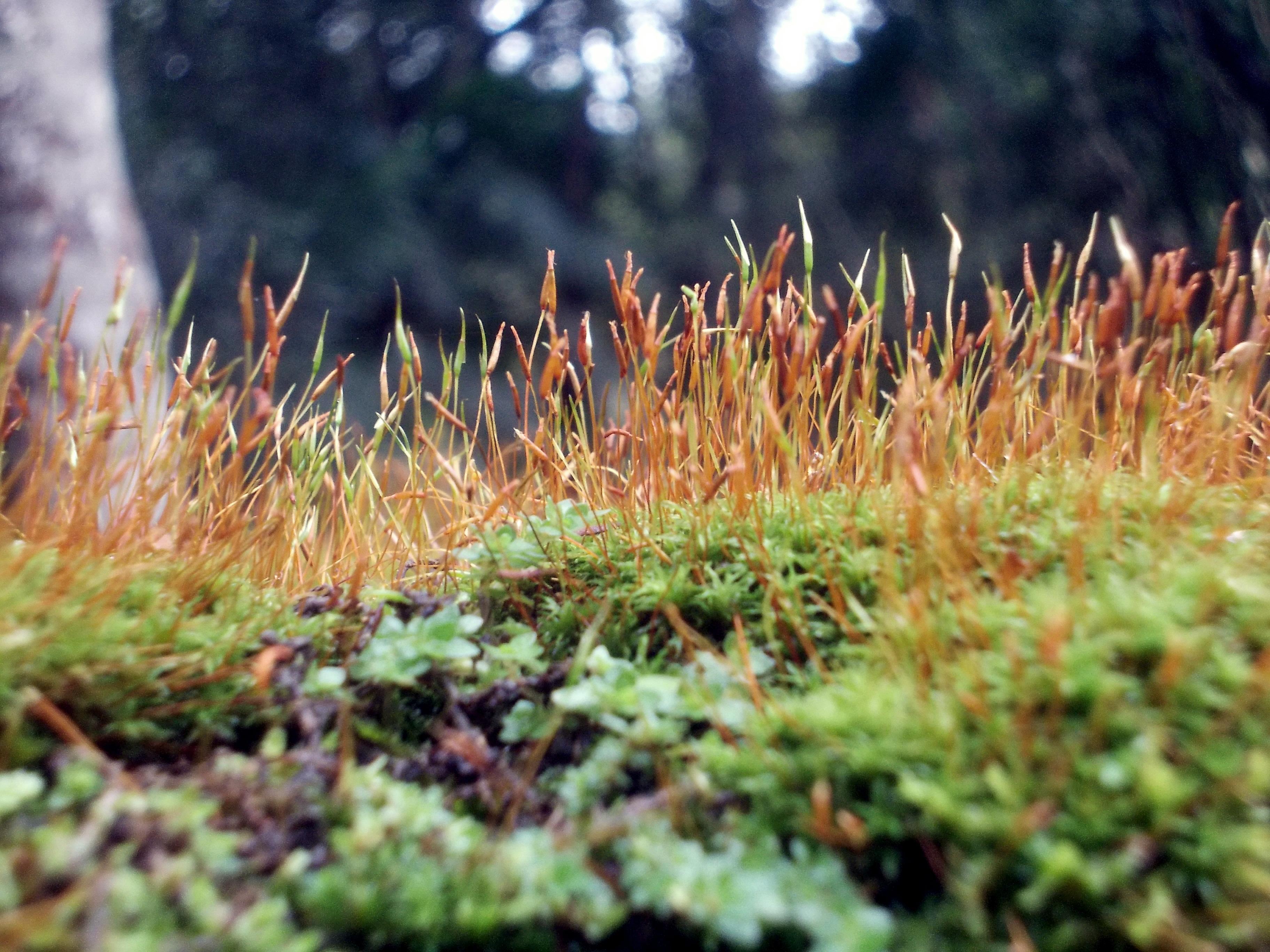 Different Types of Non-Vascular Plants - With Examples of Species