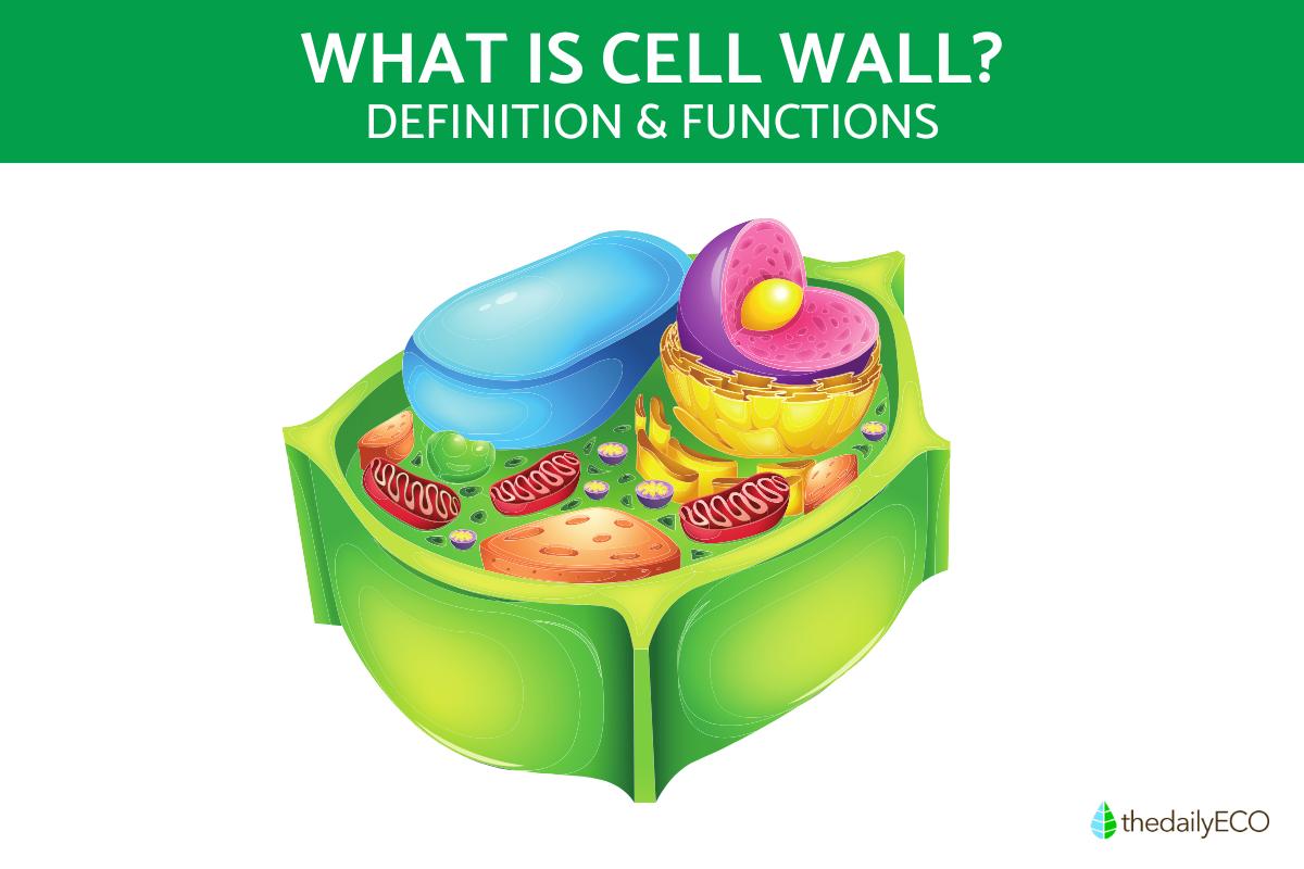 A Look Inside the Cell Wall - What It Is, Function and Structure