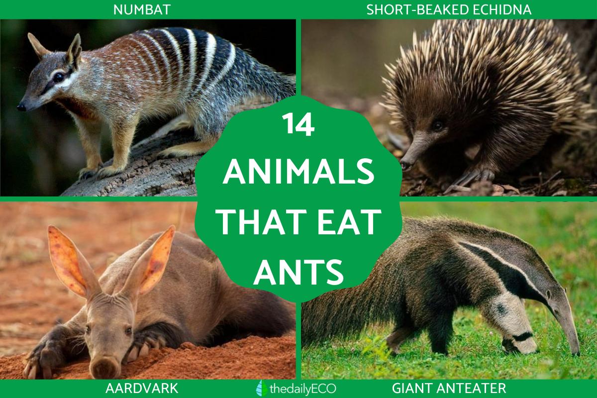 What Animals Eat Ants? - 14 Ant-Eating Animals With Photos
