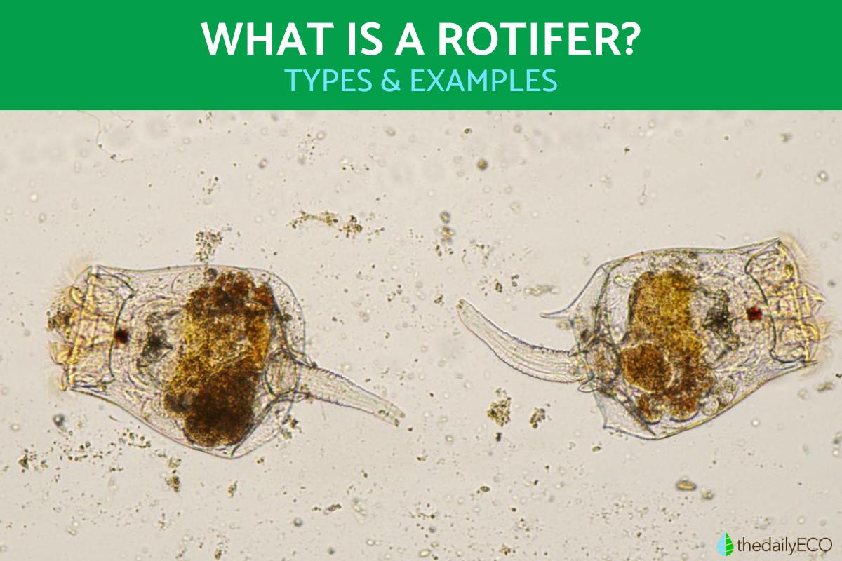 What Is a Rotifer? - Types and Examples of Wheel Animals
