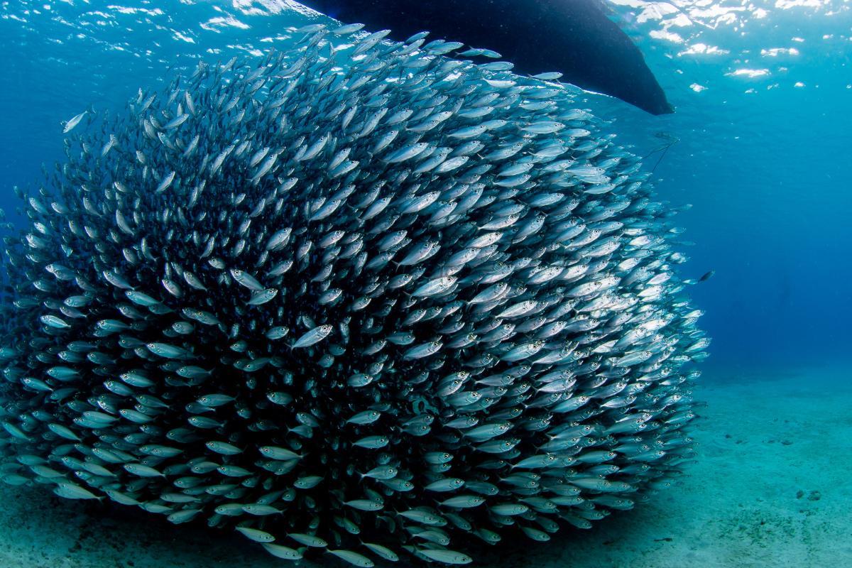 What Is Fish Shoaling? - Shoals of Fish Formation and Purpose
