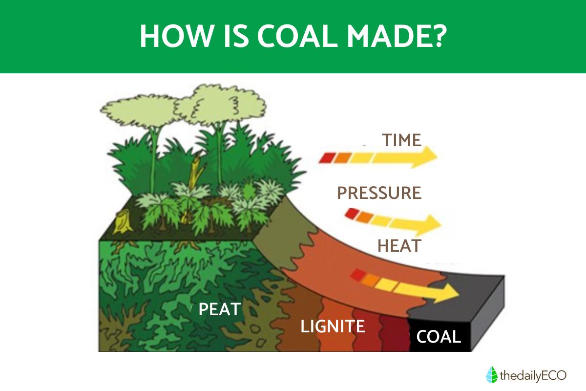How Coal Forms - The Process and Different Types Explained