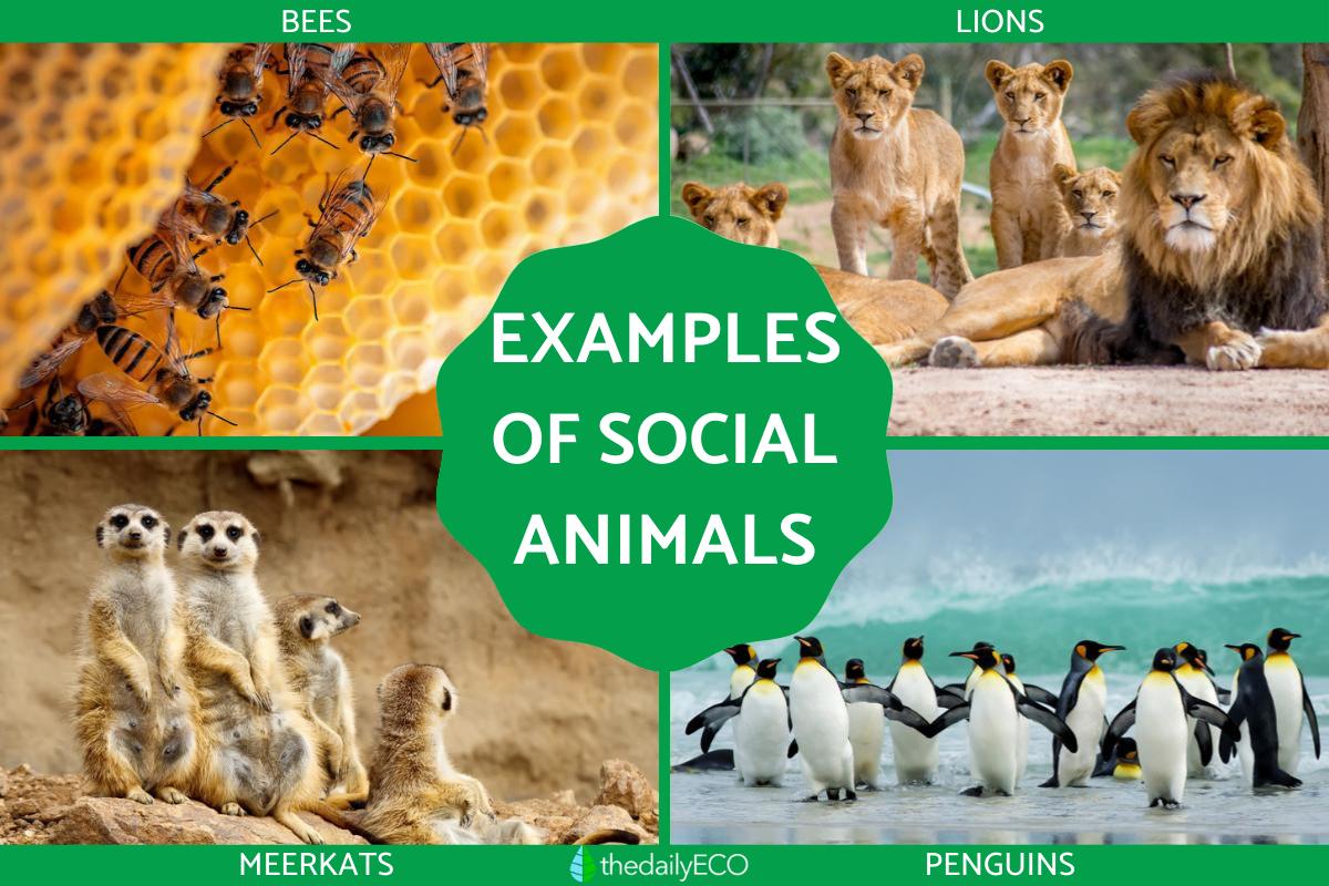 Examples of Social Animals - Types of Animal Societies