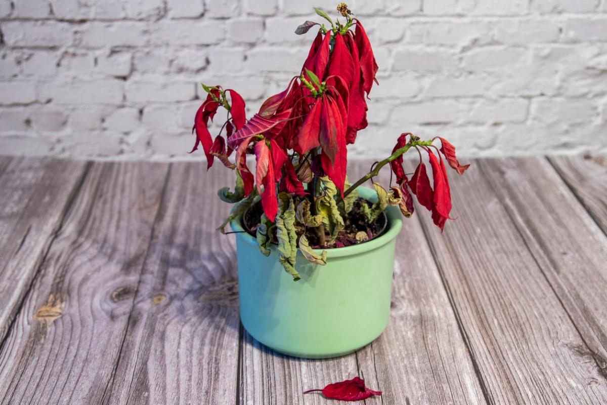 Reviving a Droopy Poinsettia - How to Bring Your Holiday Plant Back to Life