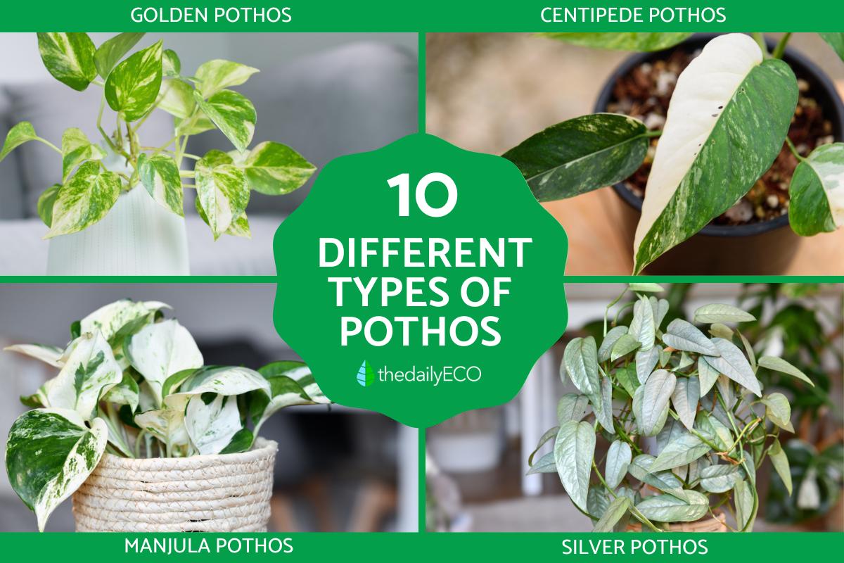 10 Different Pothos Plant Varieties - Names and Photos