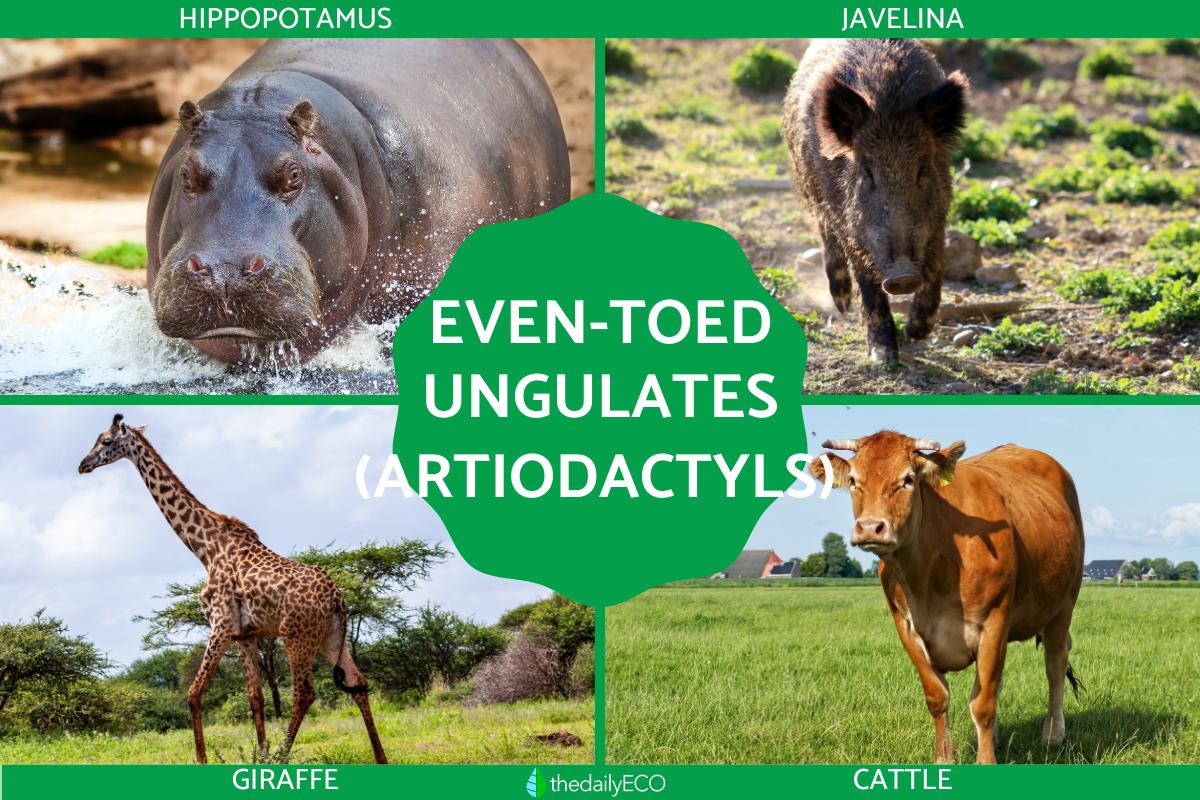 What Are Even-Toed Ungulates? - Artiodactyls Characteristics and Examples