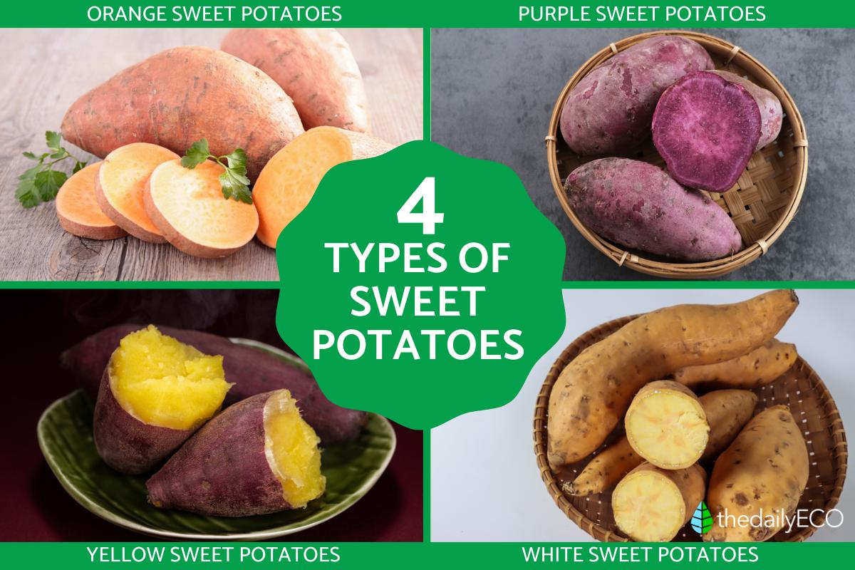 The 4 Types of Sweet Potato - Names and Photos