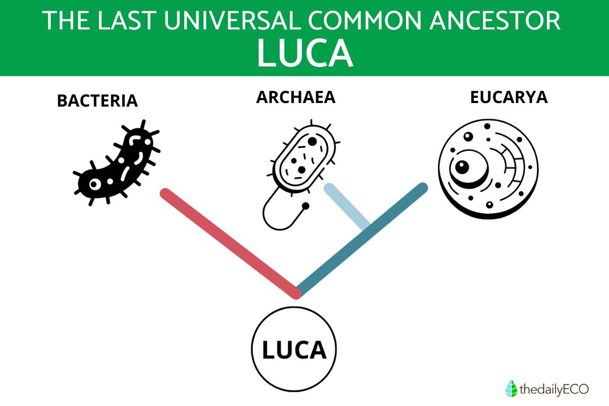LUCA - The Last Universal Common Ancestor