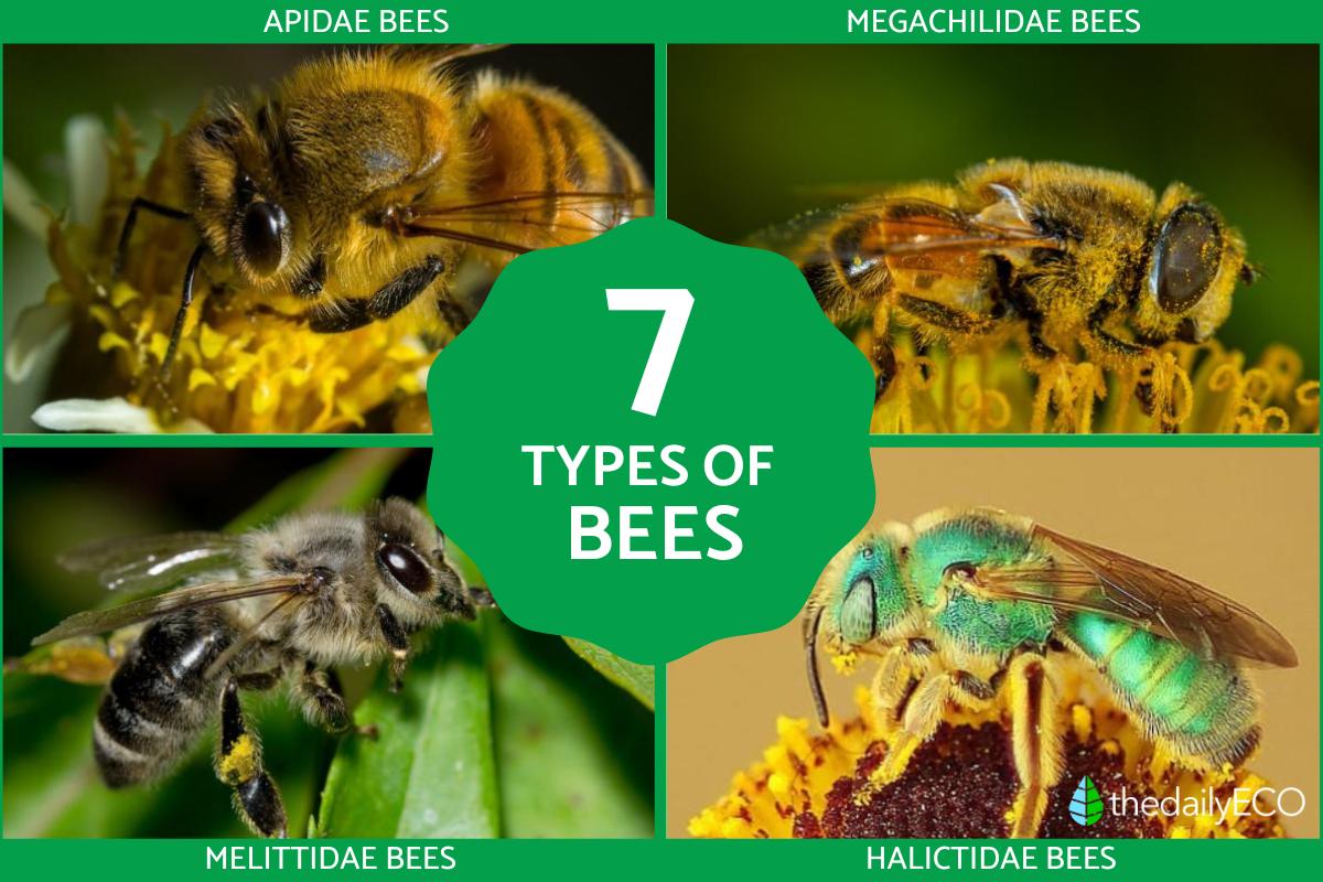 7 Types of Bees - Names, Characteristics and Photos