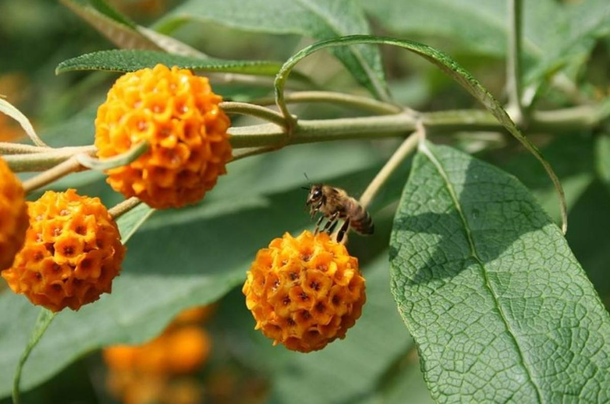 Buddleja Globosa or Matico - Uses, Medicinal Properties, Benefits and ...