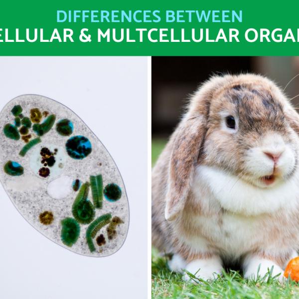 Unicellular Animals Names