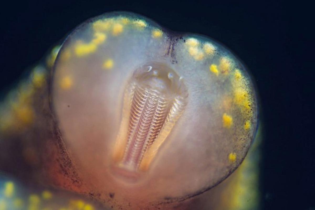 Do Snails Have Teeth? - Snail Teeth Explained