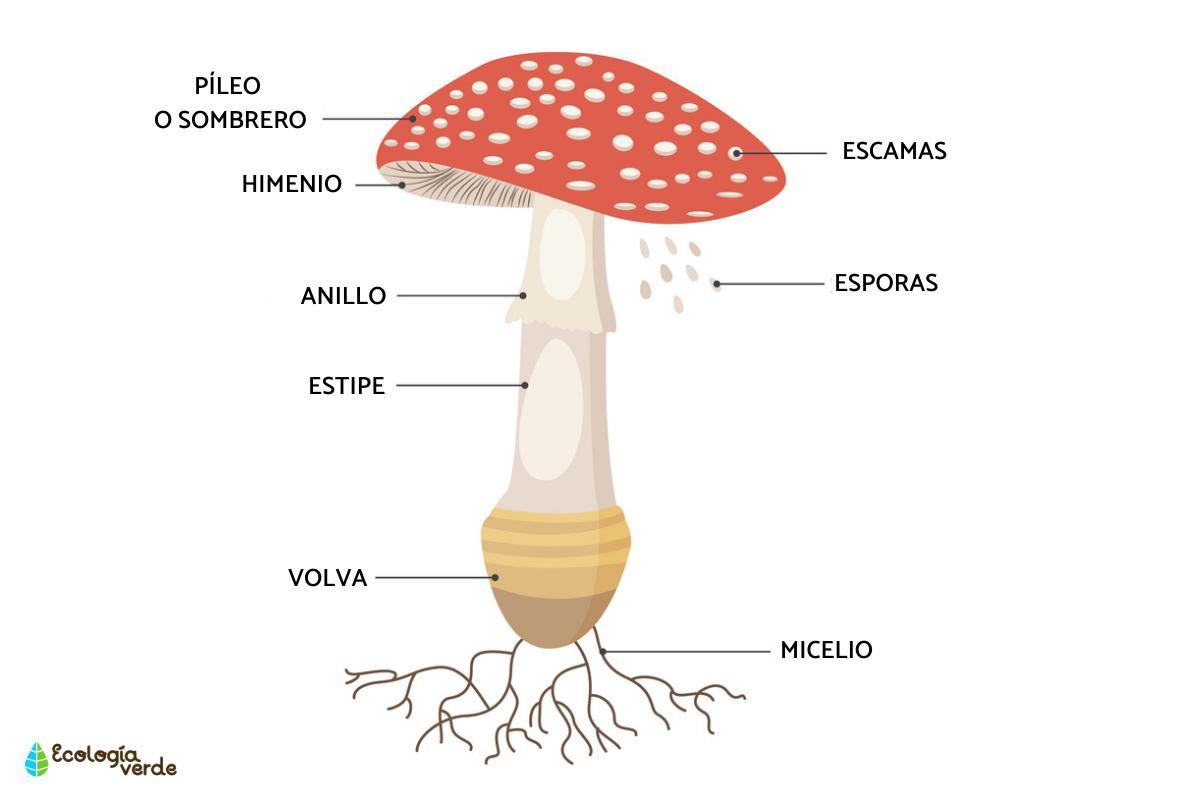 Fungi Structure - Definition, Function and Characteristics