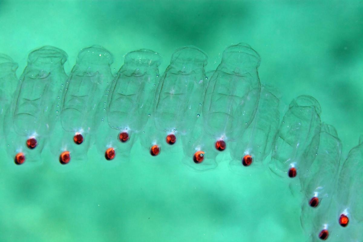 What Are Sea Salps? - Characteristics and Types