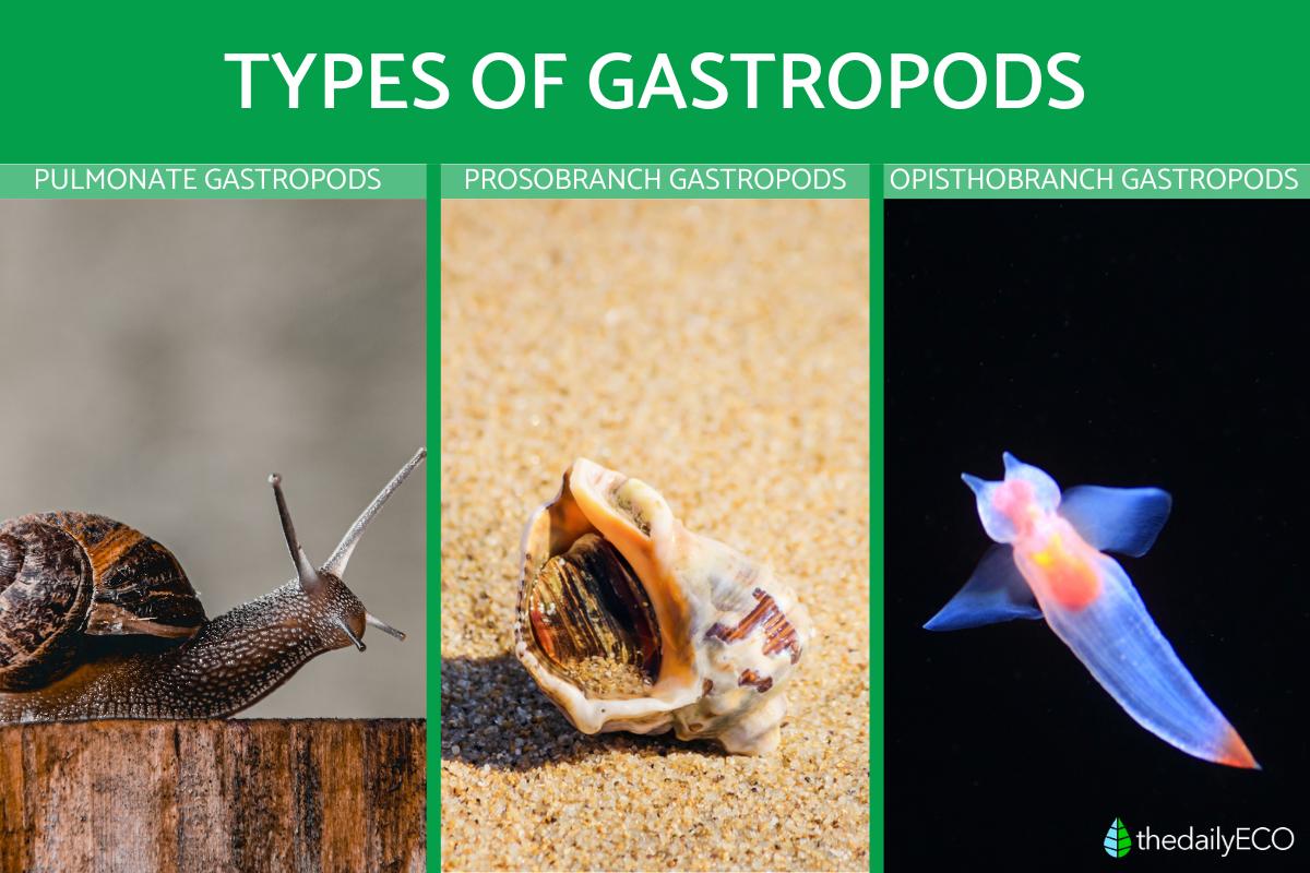 Gastropods - Types, Characteristics, and Habitats