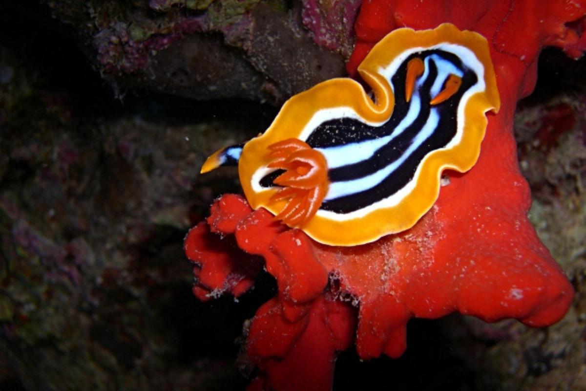 Gastropods - Types, Characteristics, and Habitats