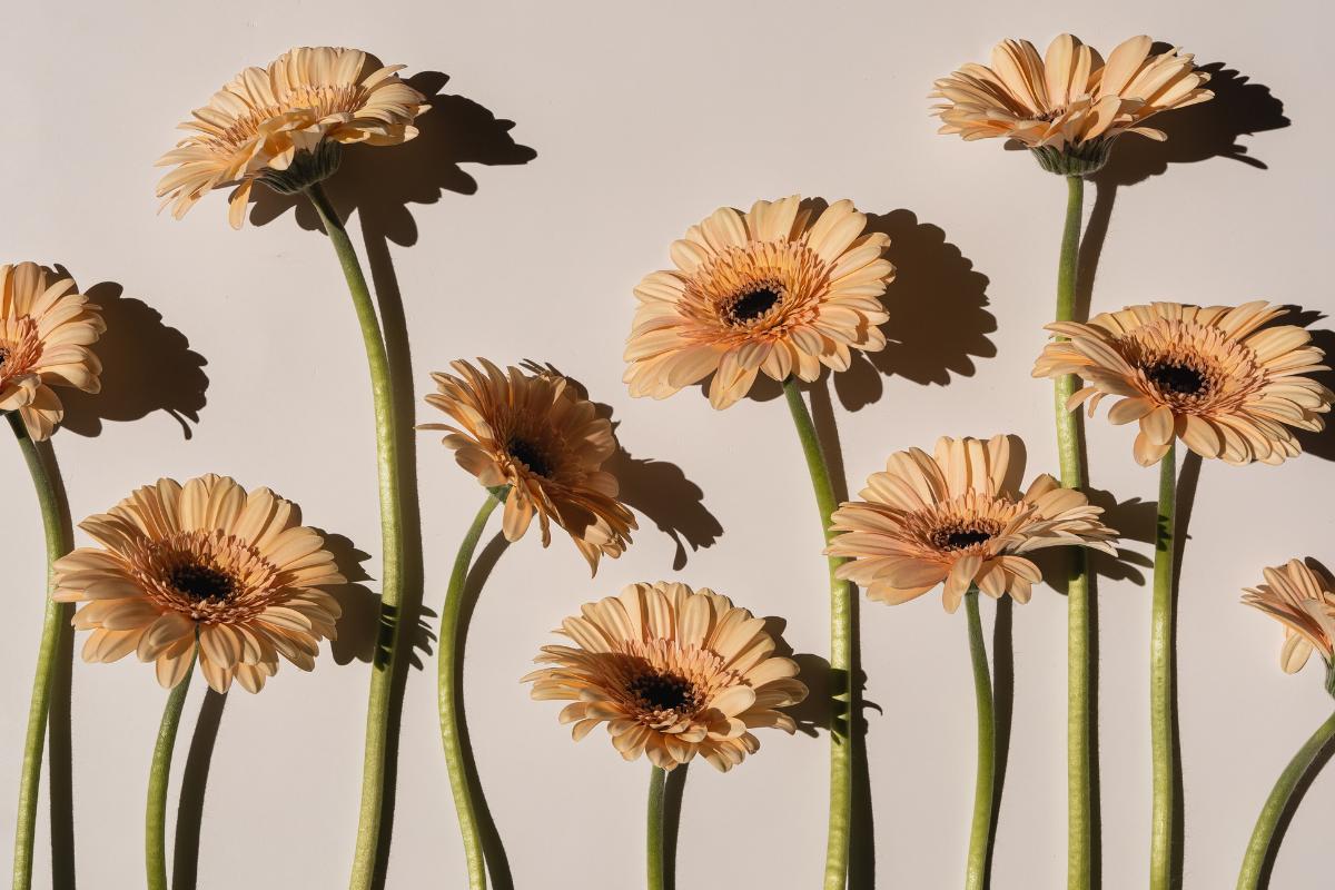 Plant Stems Understanding Their Parts And Functions