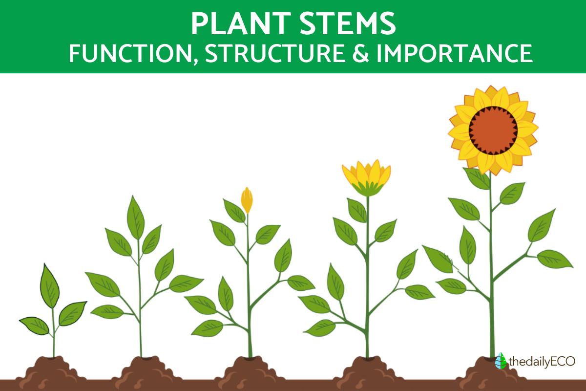 Plant Stems - Understanding Their Parts & Functions
