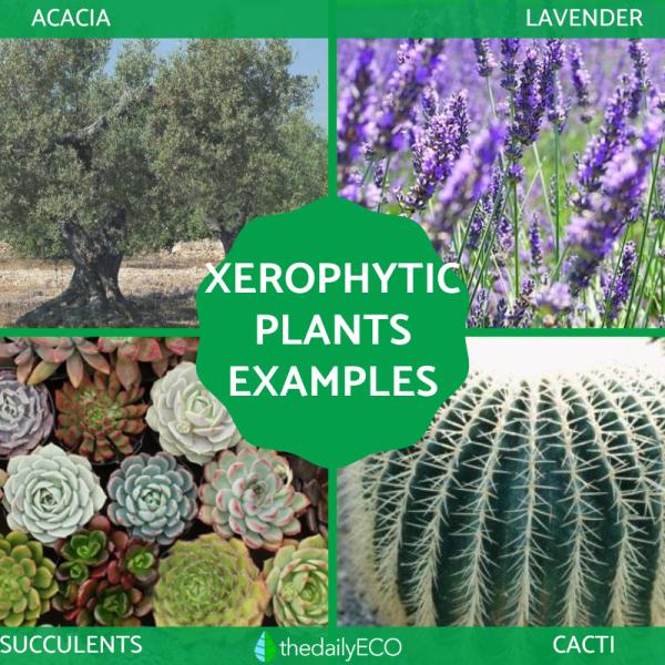 Xerophytes In Desert