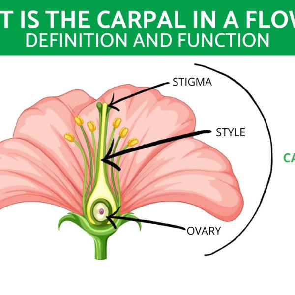 carpel plant function