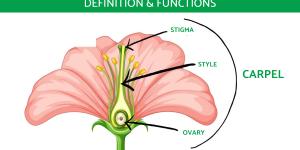 Perianth - Definition, Types, Functions and Importance