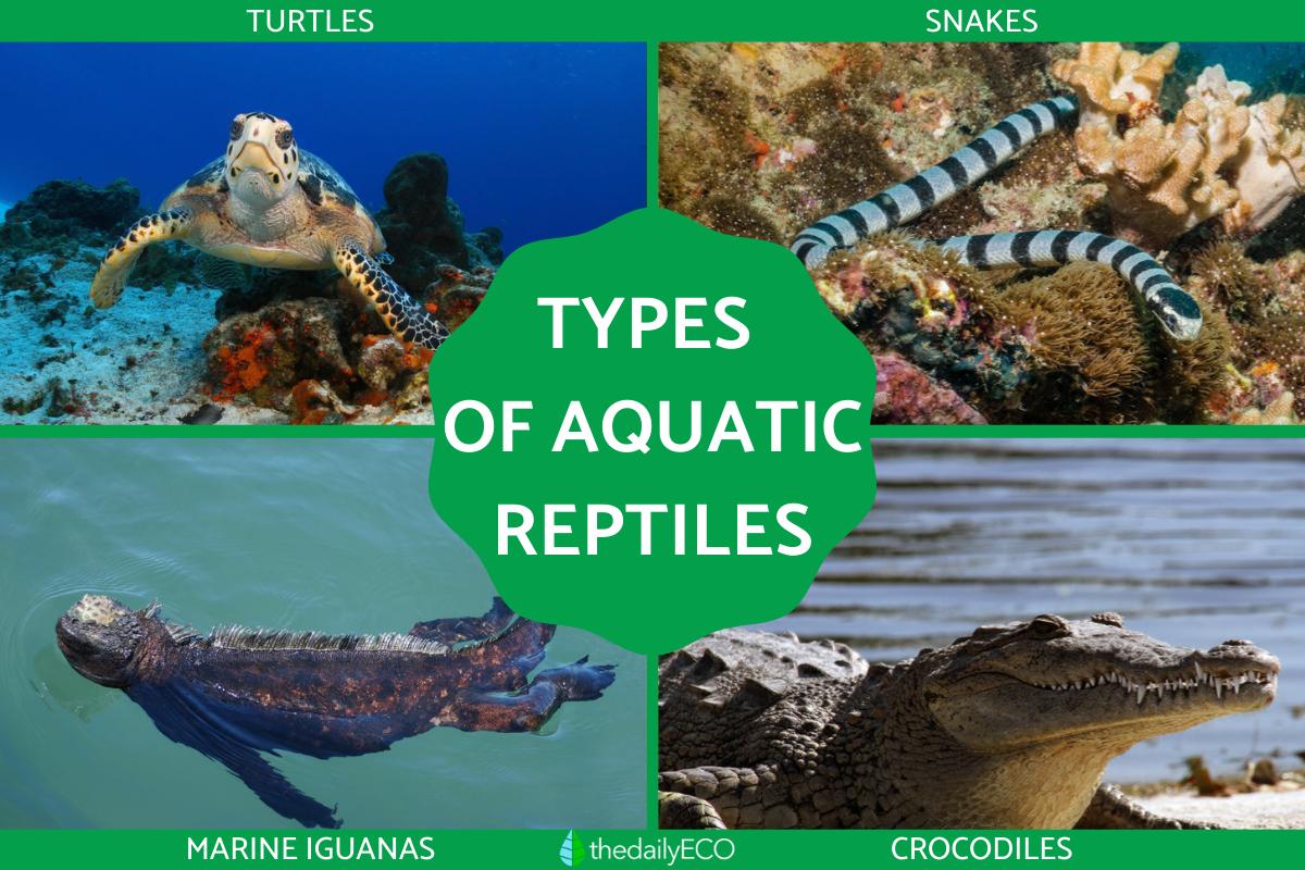 Types of Aquatic Reptiles - Freshwater and Marine Reptile Examples