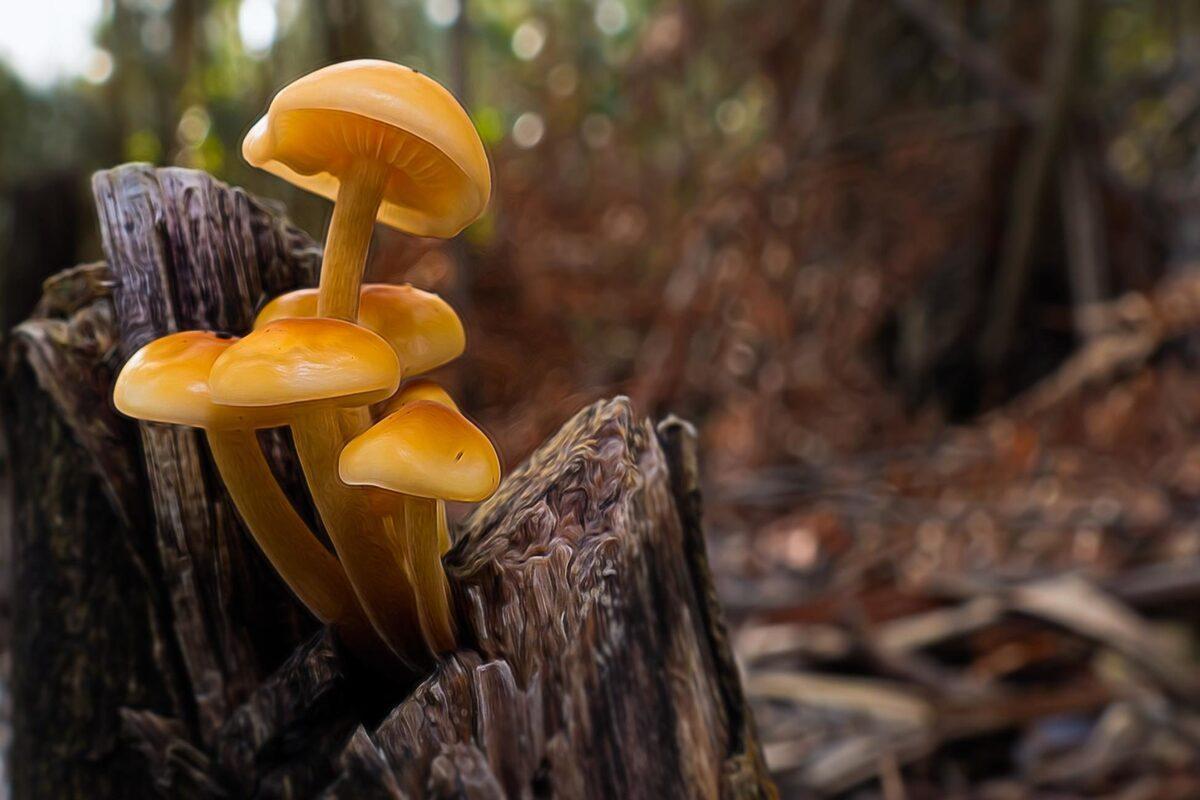 Basidiomycetes - Characteristics, Reproduction, Importance and Examples