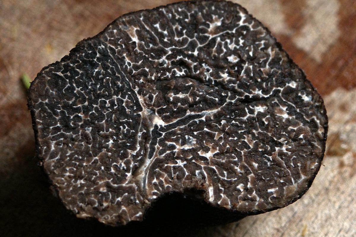 What Are Truffles and What Are They For? - Properties, Benefits and ...