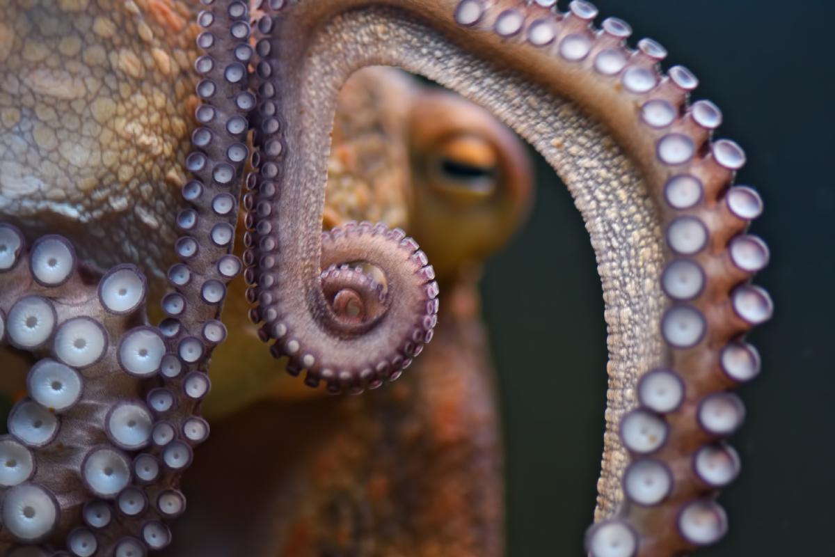 Cephalopods - What They Are, Examples & Traits