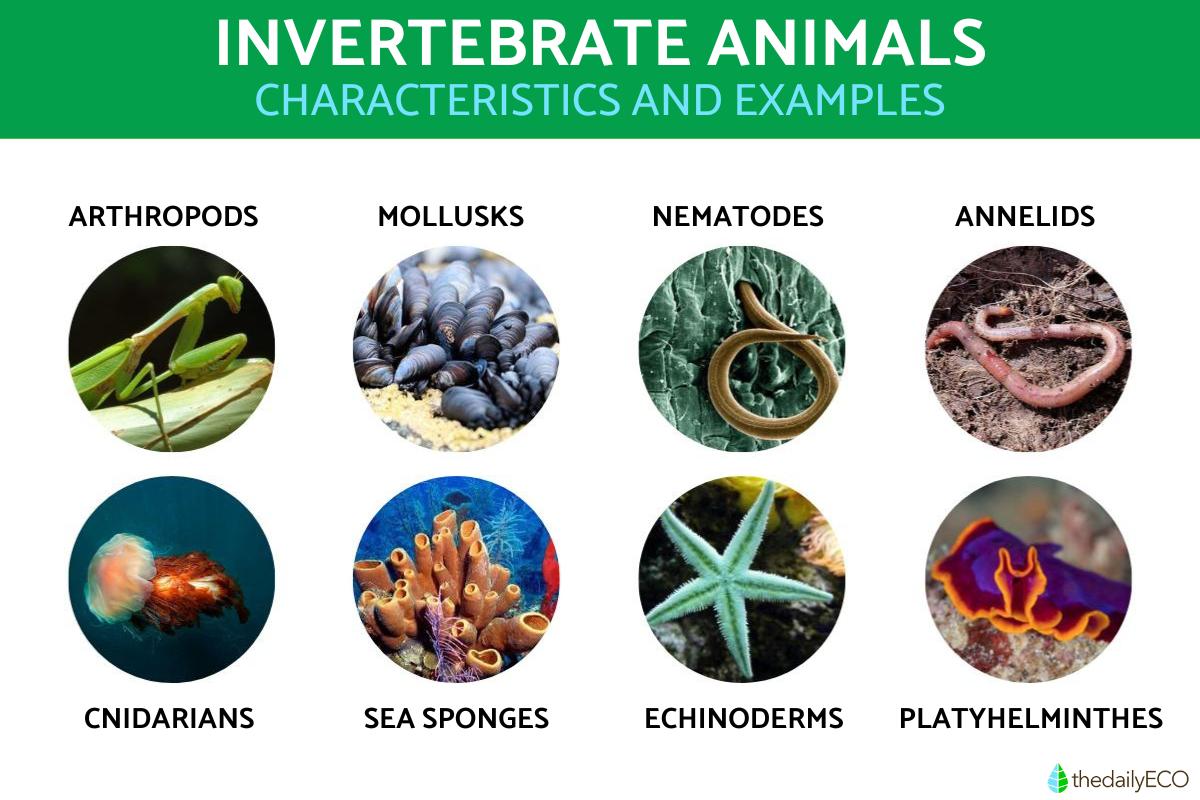 35+ Invertebrate Animals - Examples and Characteristics With Photos