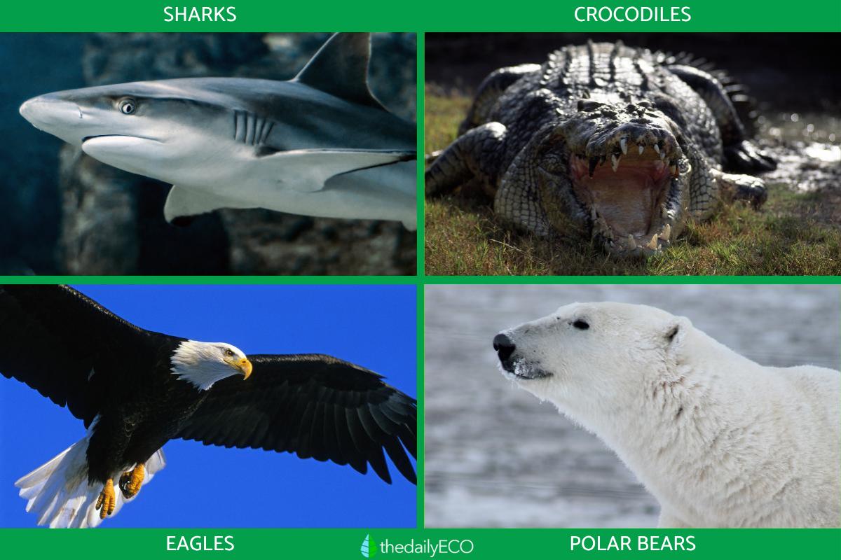 What Is a Quaternary Consumer in a Food Chain? - With Examples