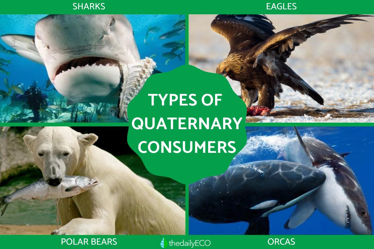 What Is a Quaternary Consumer in a Food Chain? - With Examples