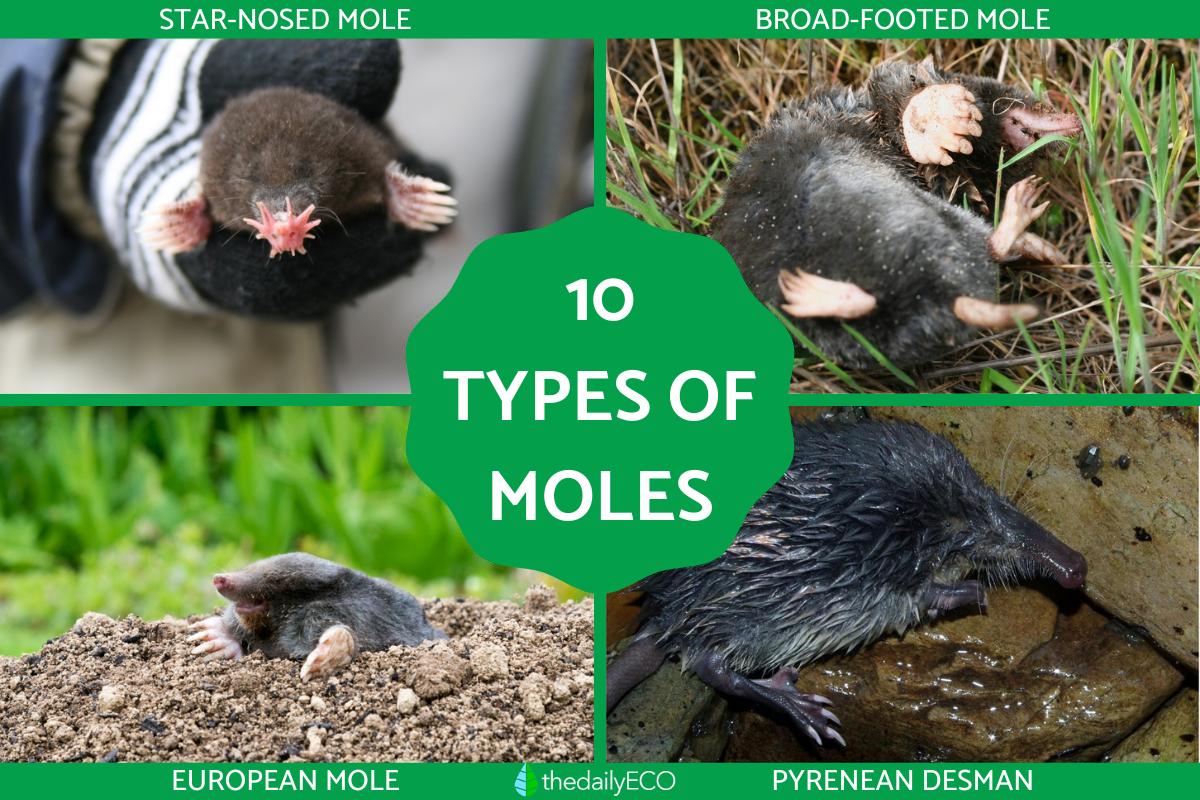 10 Types of Moles (Animal) - Mole Species With Photos